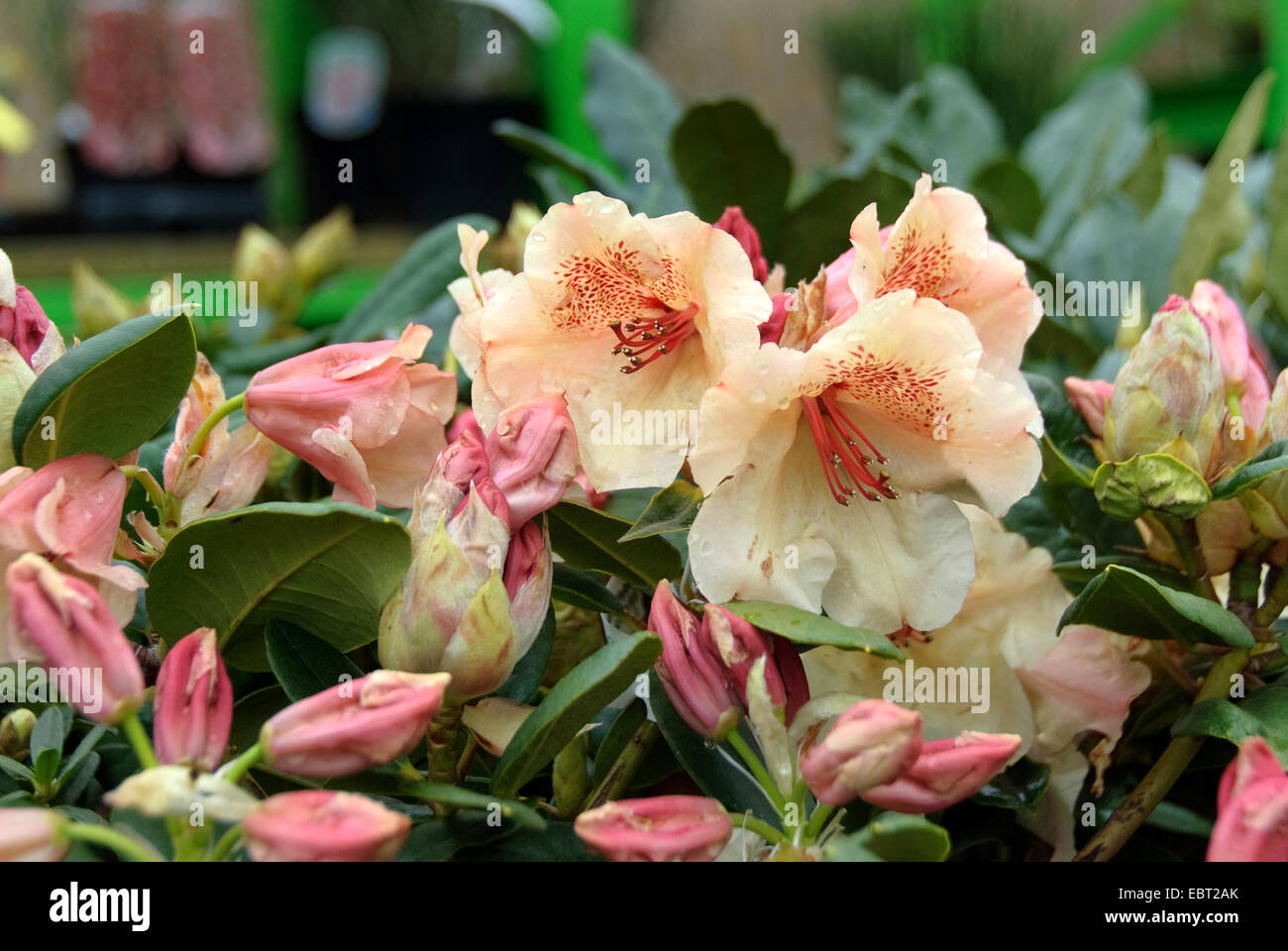 rhododendron (Rhododendron 'Viscy', Rhododendron Viscy), cultivar Viscy ...