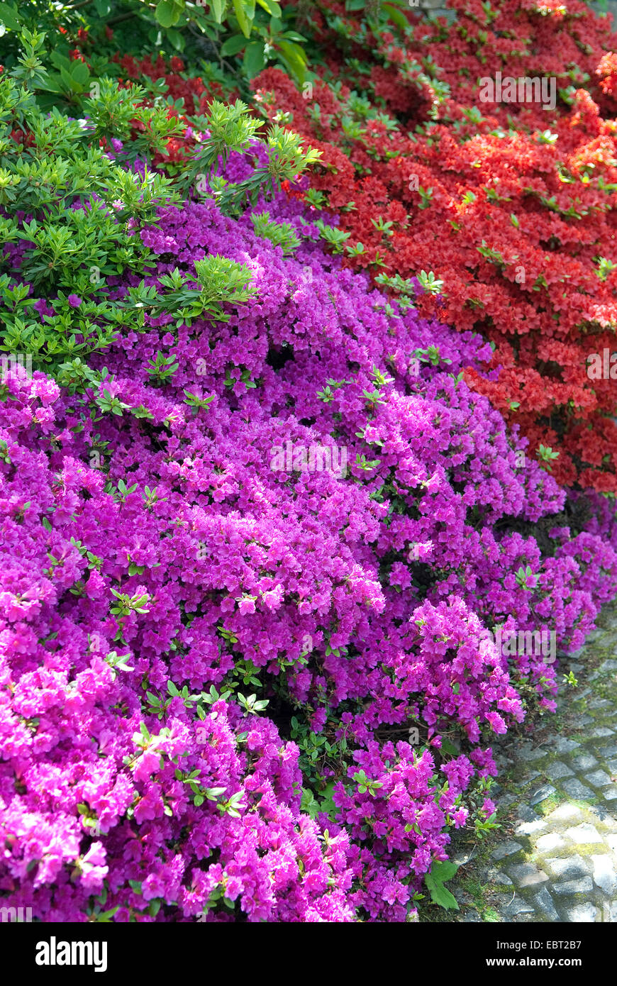 Rhododendron obtusum haruko hi-res stock photography and images - Alamy