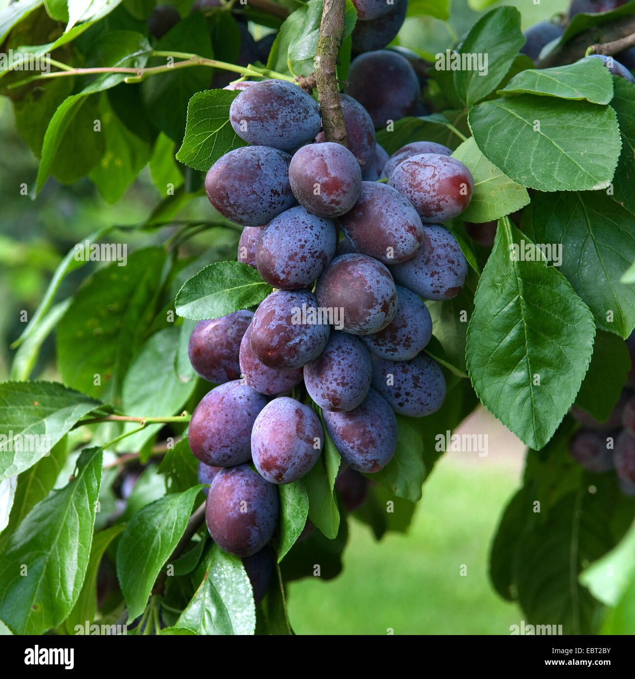 Plum Tree Varieties Stock Photos & Plum Tree Varieties Stock Images - Alamy