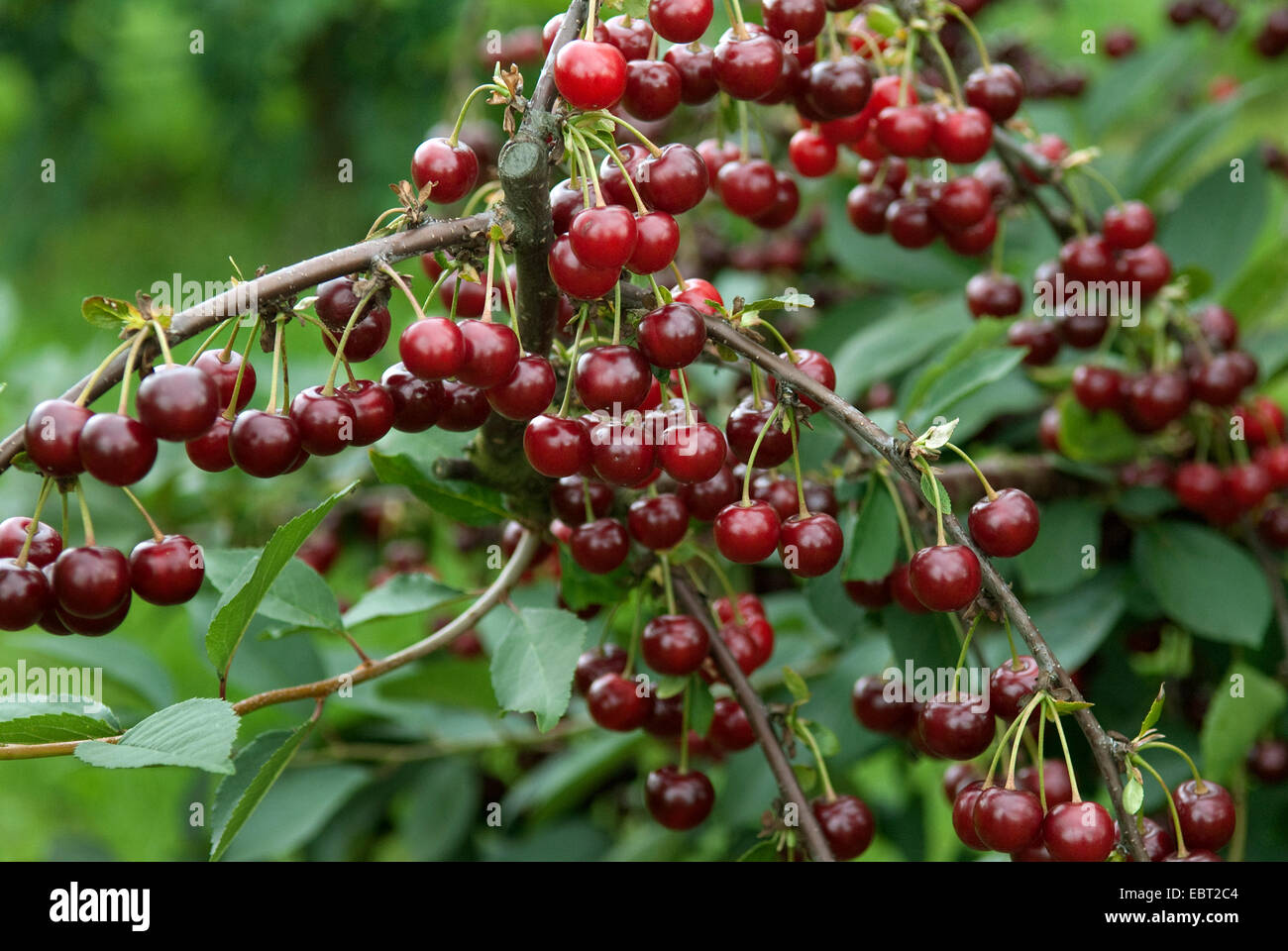 dwarf cherry, morello cherry, sour cherry (Prunus cerasus ...