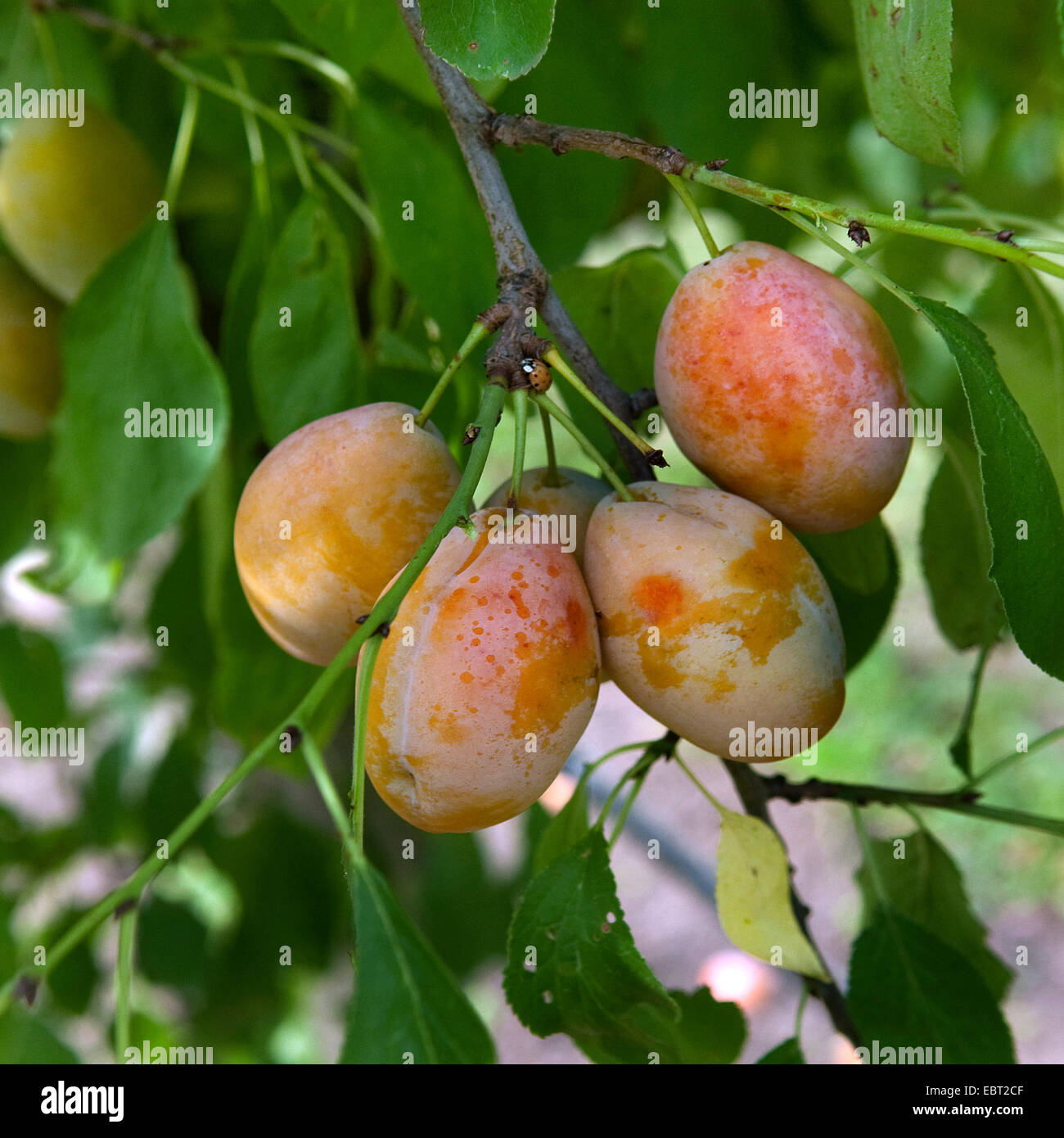 European plum prunus domestica rosaceae hi-res stock photography and ...