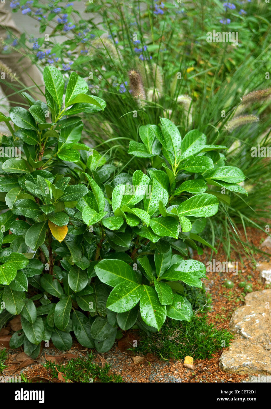 cherry-laurel (Prunus laurocerasus 'Rotundifolia', Prunus laurocerasus ...