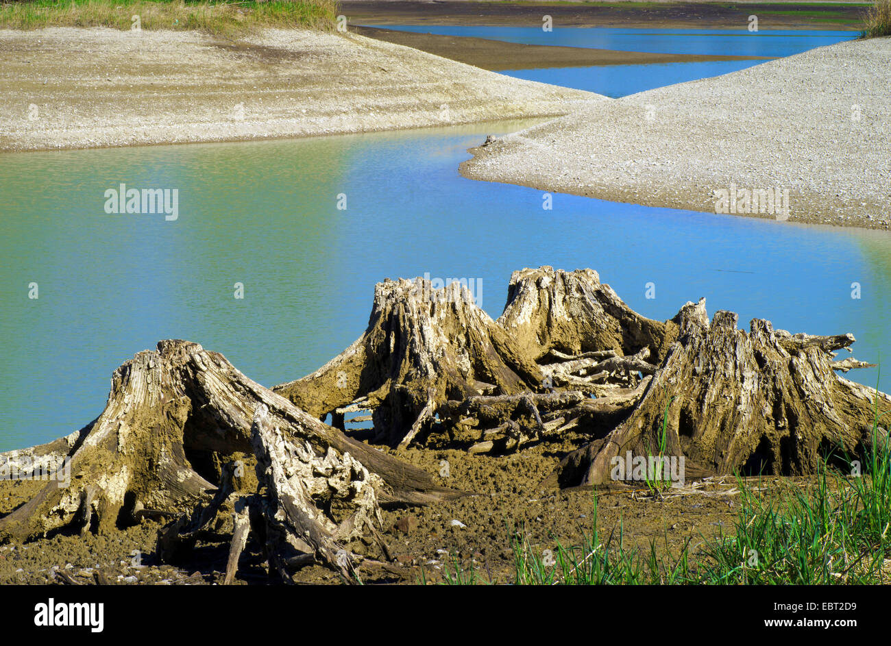 tree snags on Forggensee lakefront , Germany, Bavaria, Oberbayern ...
