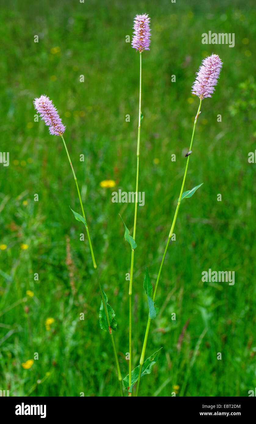 Common bistort, Meadow bistort (Polygonum bistorta, Bistorta ...