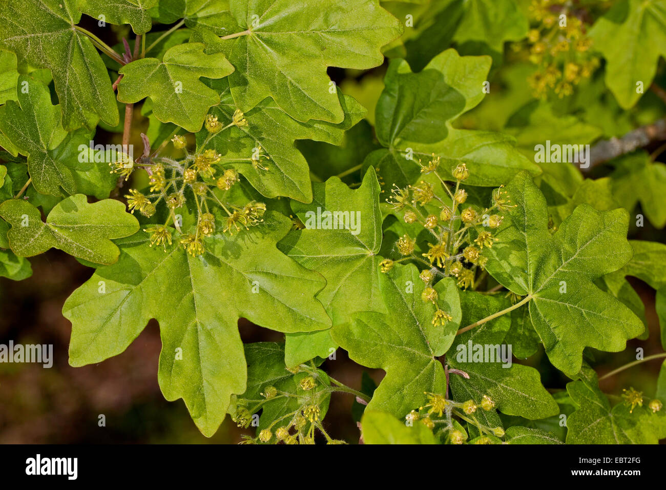 field maple, common maple (Acer campestre), blooming, Germany Stock ...
