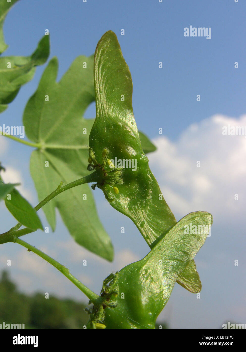 field maple, common maple (Acer campestre), unripe fruits at the tree ...