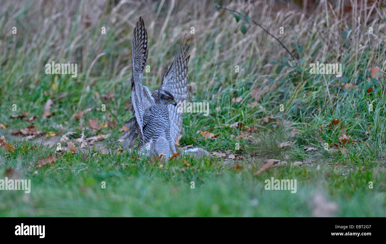 northern goshawk (Accipiter gentilis), adult female catching a rabbit ...