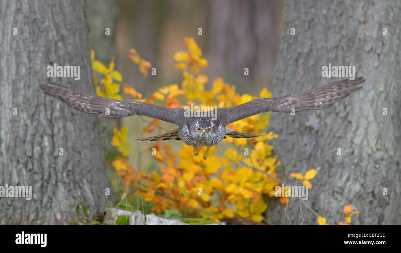 northern goshawk (Accipiter gentilis), adult female flying through two ...