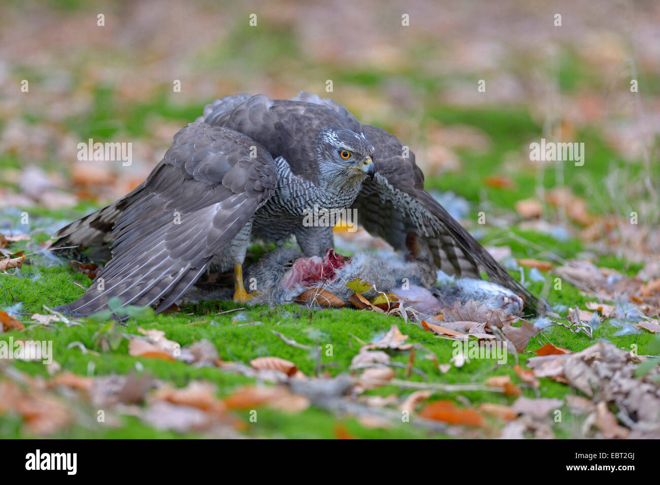 northern goshawk (Accipiter gentilis), adult female feeding from a ...