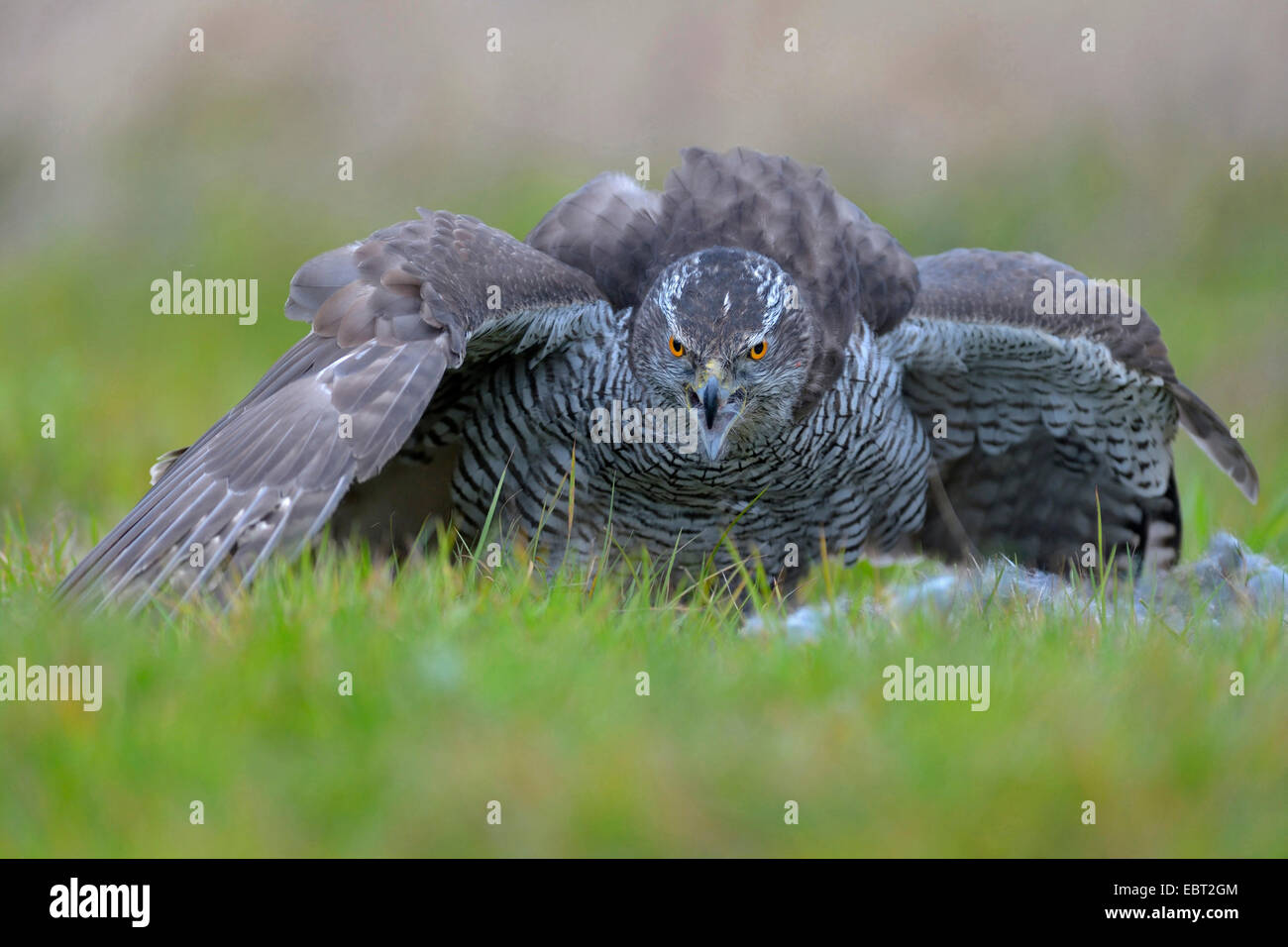 Covering the northern hi-res stock photography and images - Alamy