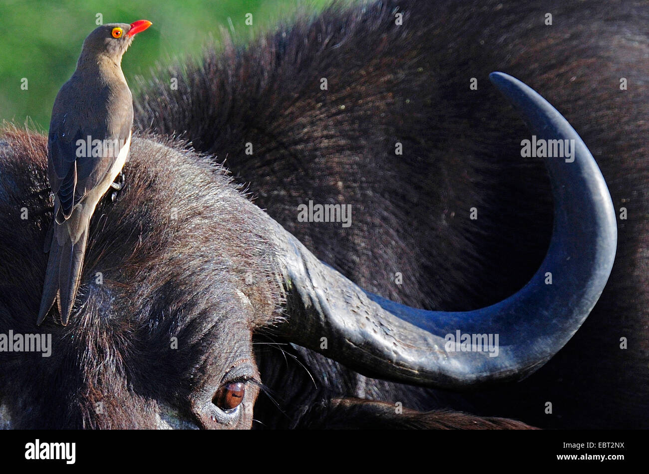 Red-billed Oxpecker (Buphagus erythrorhynchus), on a head of a African ...