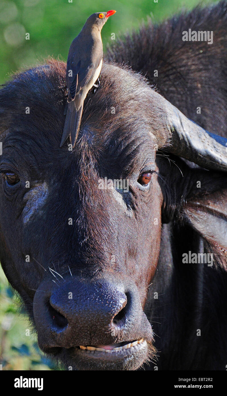 Close up of a buffalos head hi-res stock photography and images - Alamy