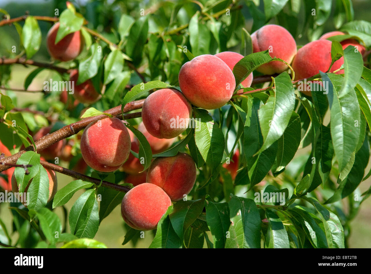 peach (Prunus persica 'Revita', Prunus persica Revita), cultivar Revita, peaches on a tree Stock ...