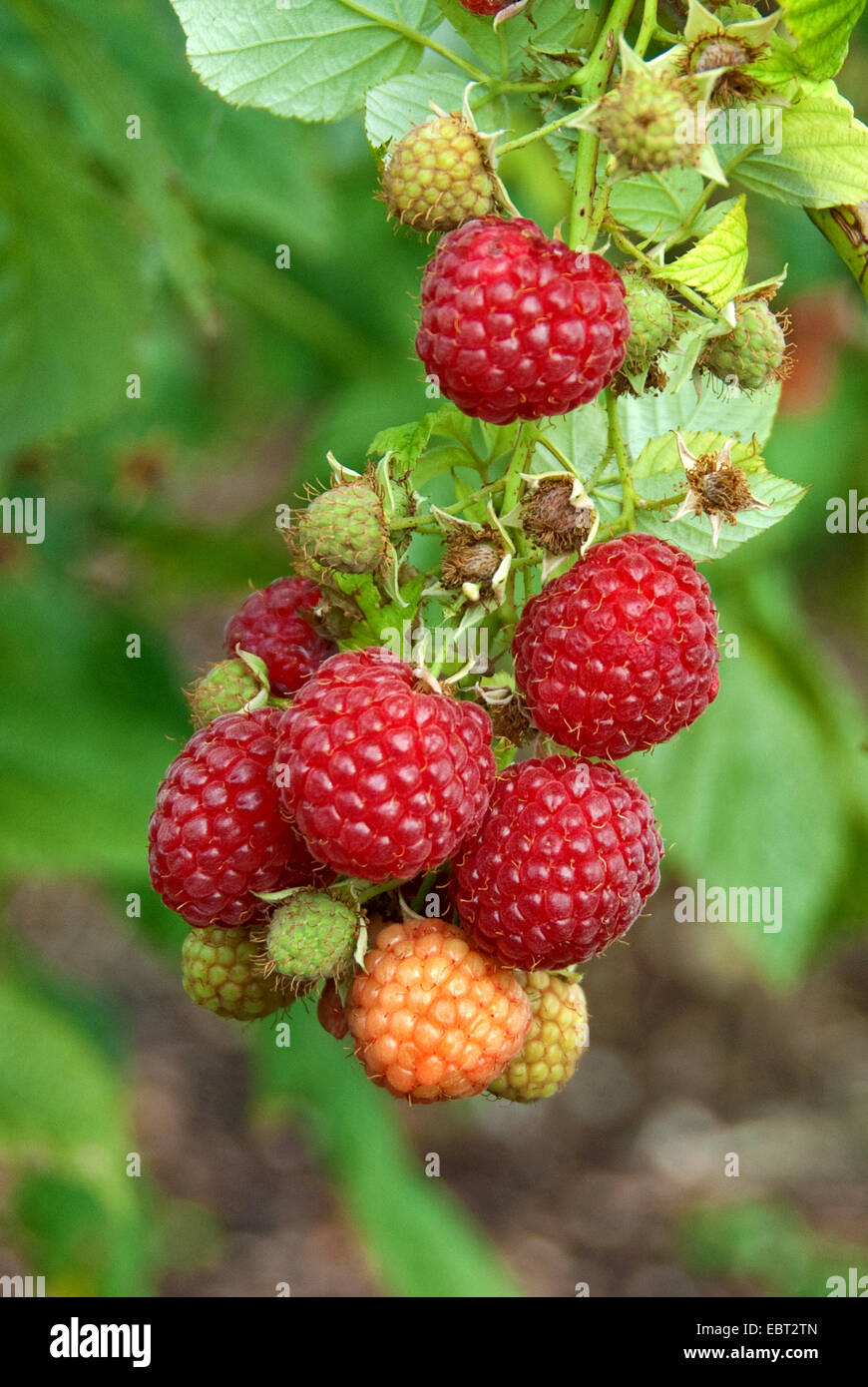 Rubus idaeus tree hi-res stock photography and images - Alamy
