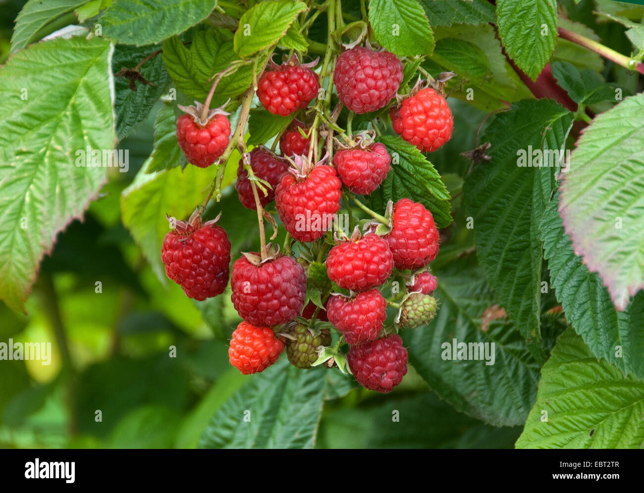 Raspberry varieties High Resolution Stock Photography and Images - Alamy