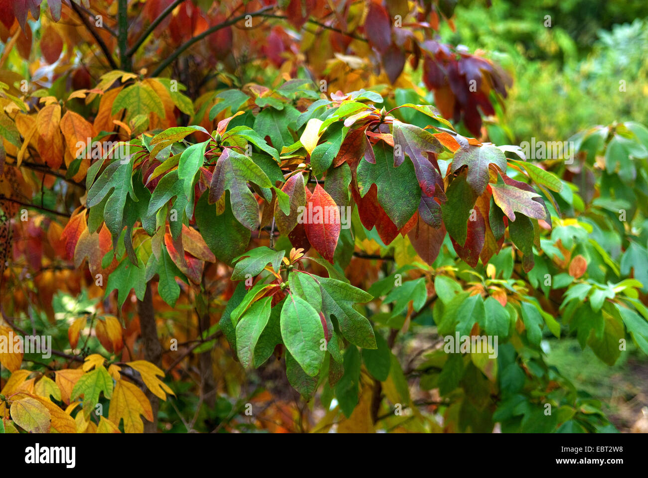 Sassafras tree hi-res stock photography and images - Alamy