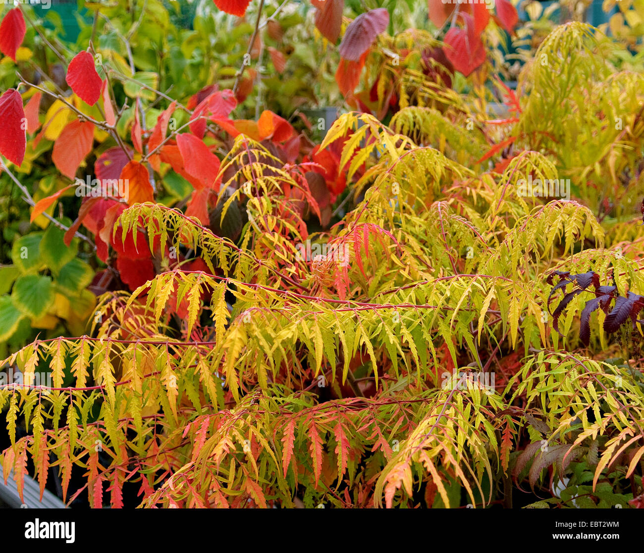 Staghorn sumach, Stag's horn sumach (Rhus typhina 'Tiger Eyes', Rhus ...