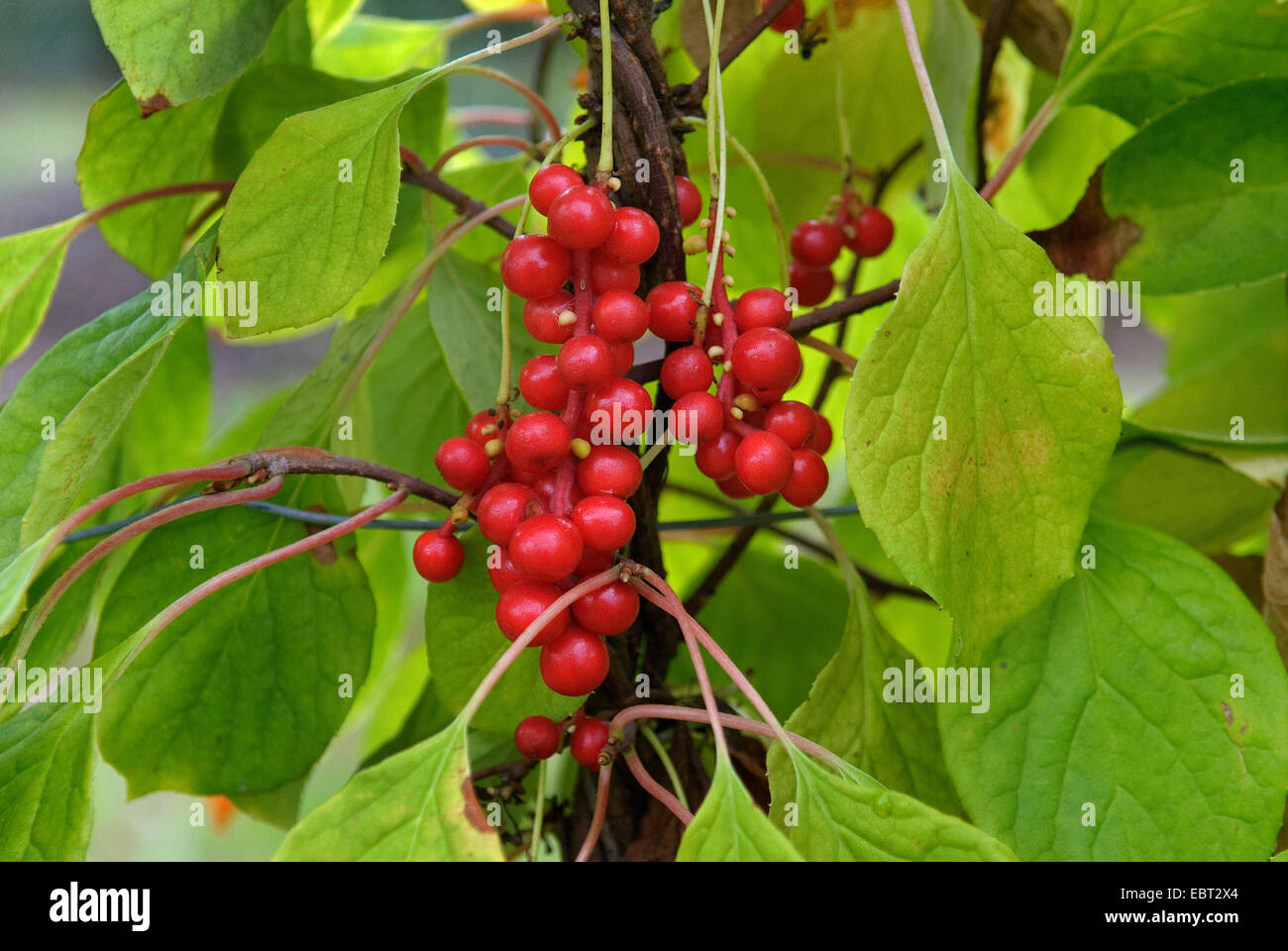 Schisandra chinensis hi-res stock photography and images - Alamy