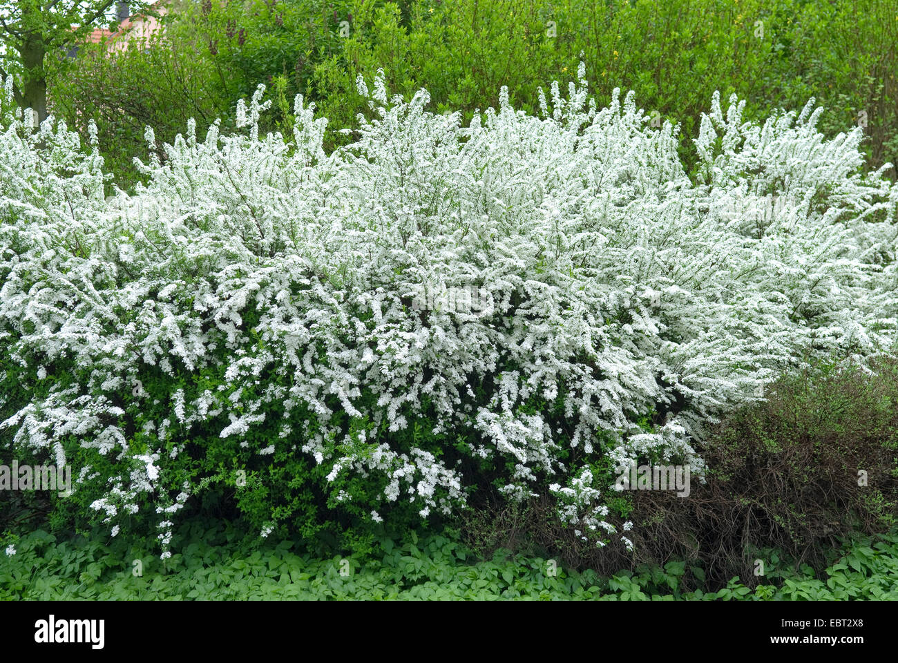 Garland Wreth (Spiraea x arguta, Spiraea arguta, Spiraea multiflora x ...