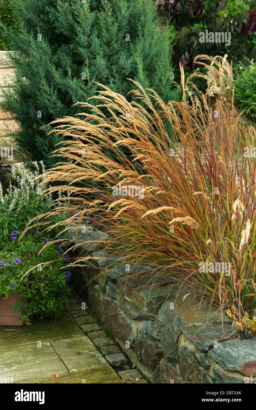 Achnatherum, Feather Grass, Spear Grass (Achnatherum calamagrostis ...