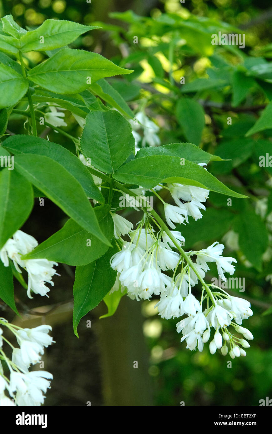 Colchis bladdernut, Bladdernut (Staphylea colchica), blooming Stock ...