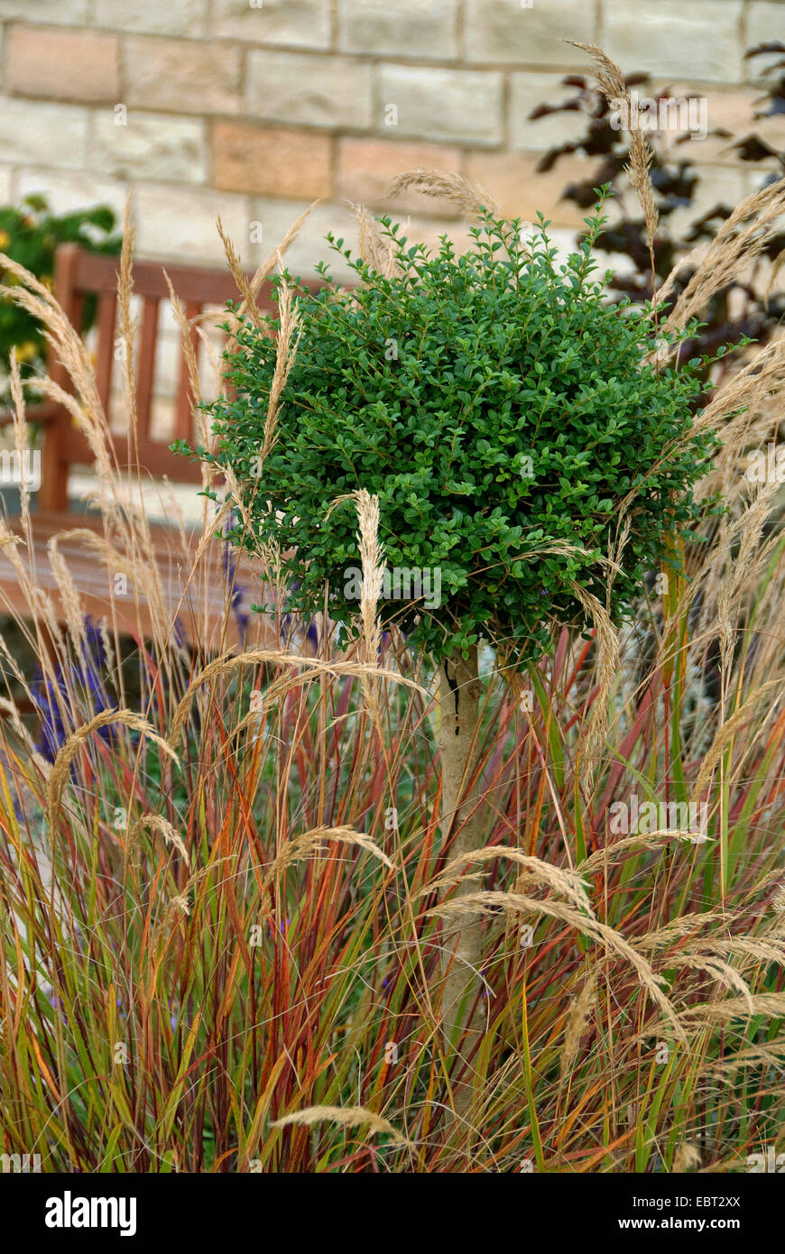 Achnatherum, Feather Grass, Spear Grass (Achnatherum calamagrostis ...