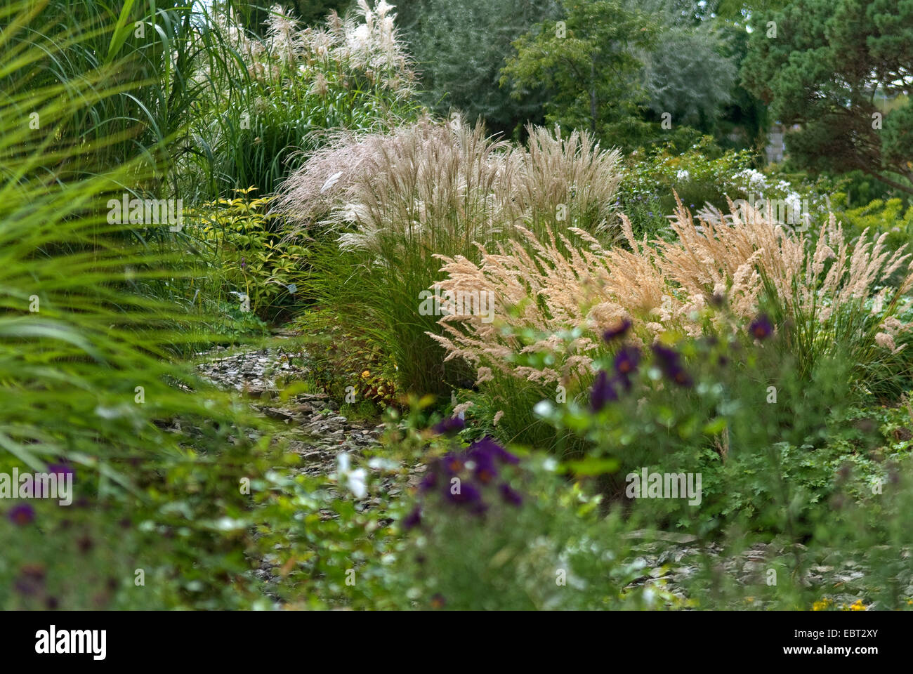 spear grass, needle grass, silver spike grass (Stipa calamgrostis ...