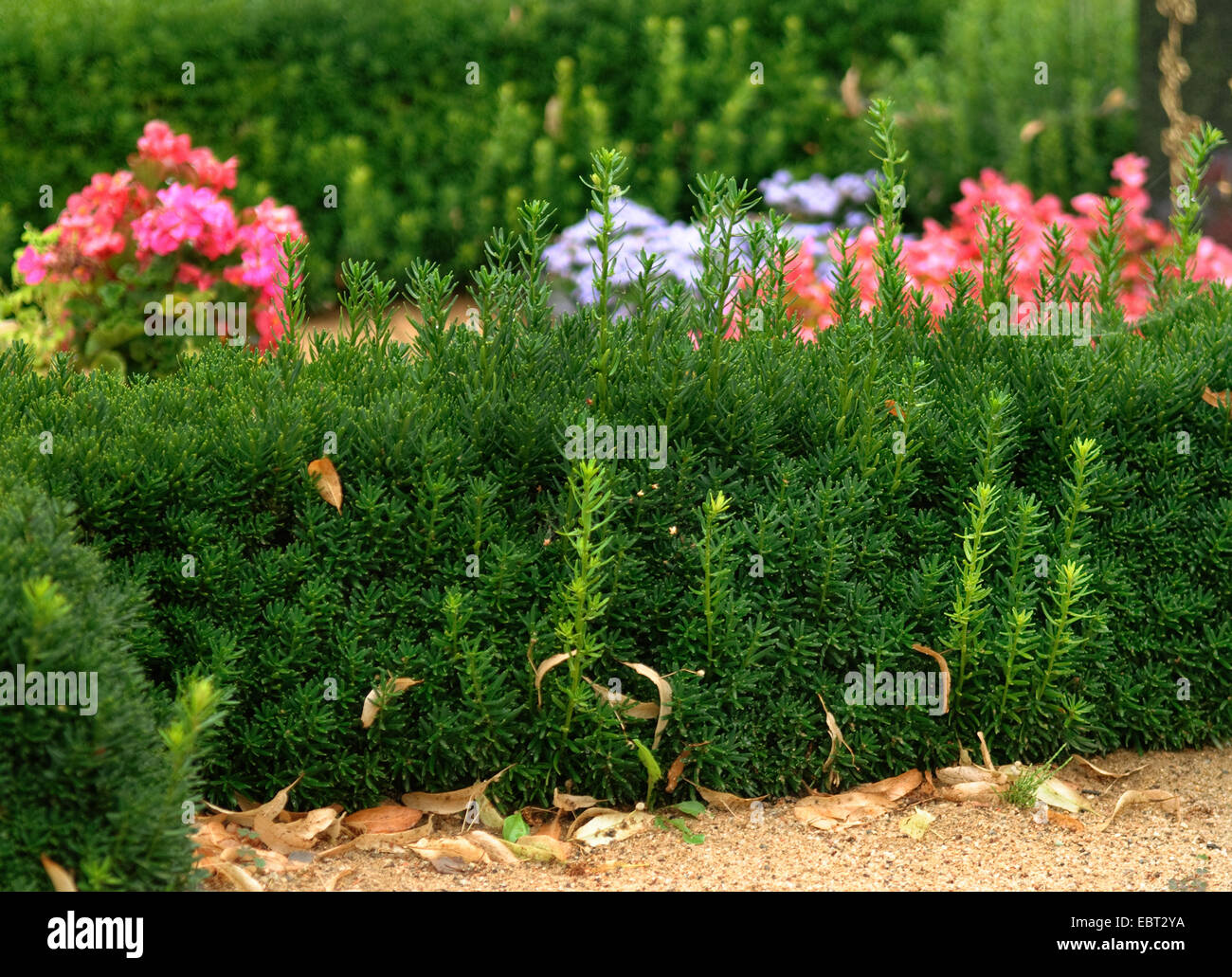 Japanese yew, pyramidal yew (Taxus cuspidata), as hedge Stock Photo - Alamy