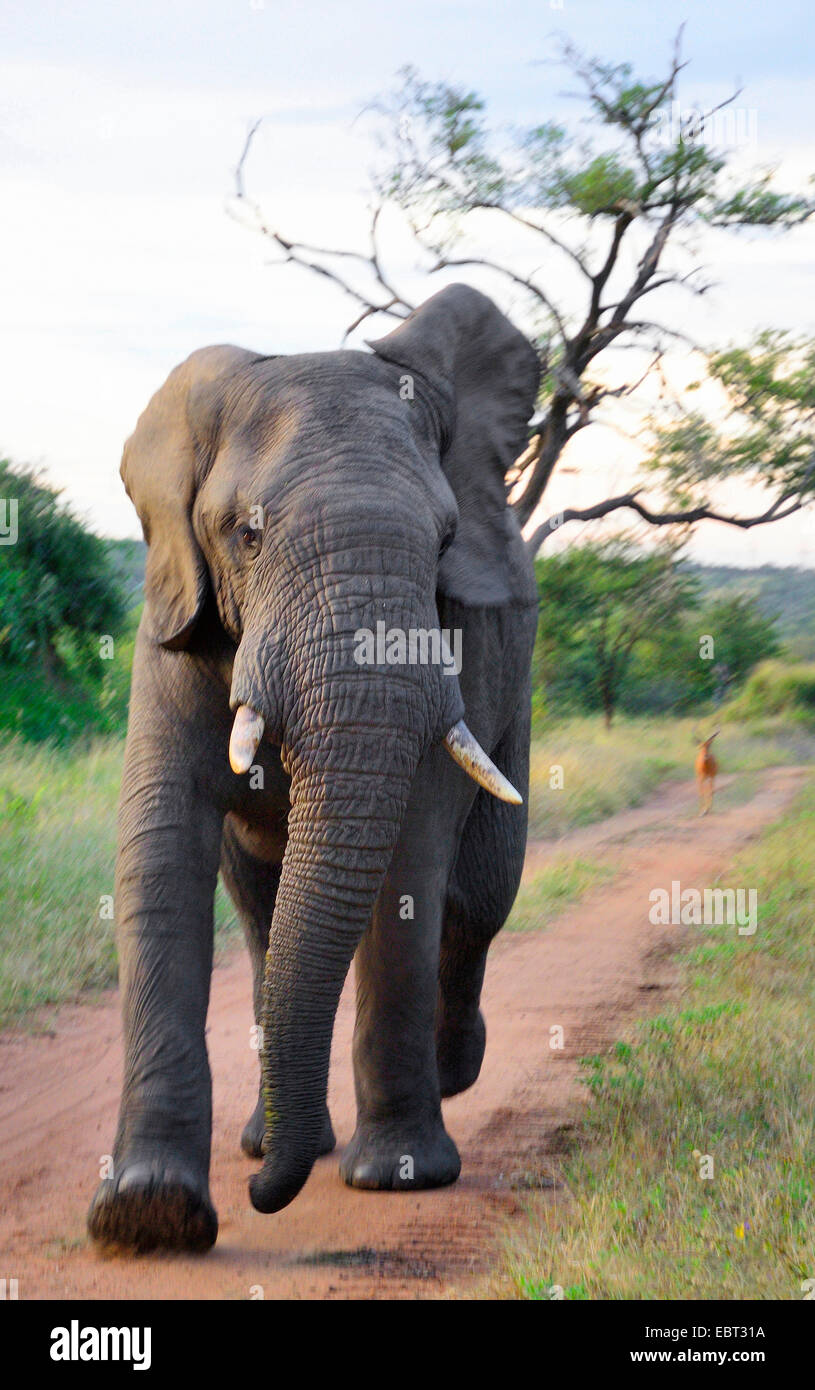 South african bull hi-res stock photography and images - Alamy