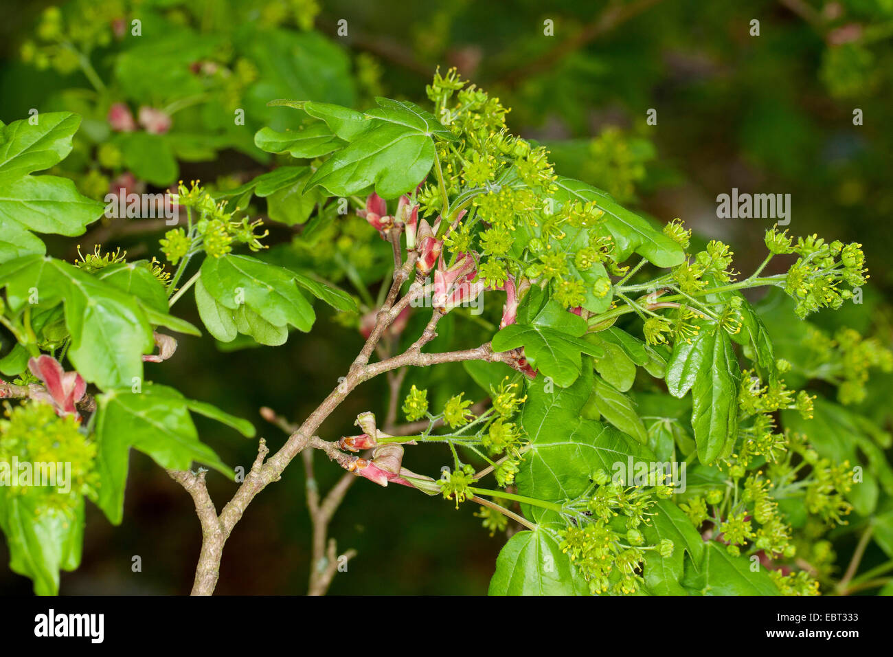 field maple, common maple (Acer campestre), flowers and new leaves ...