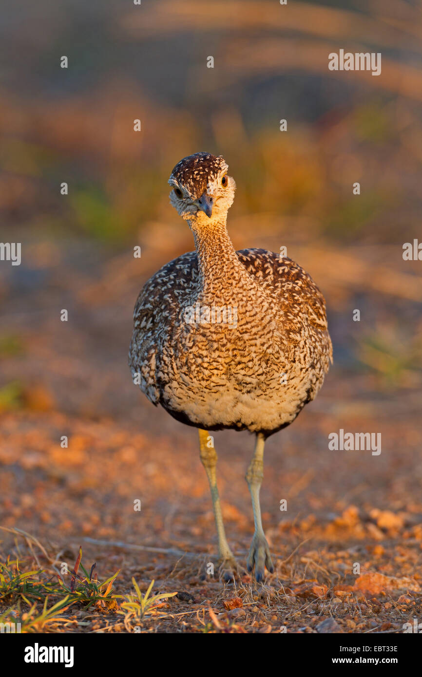 Crested bustard, Red-crested korhaan (Eupodotis ruficrista), on the ...