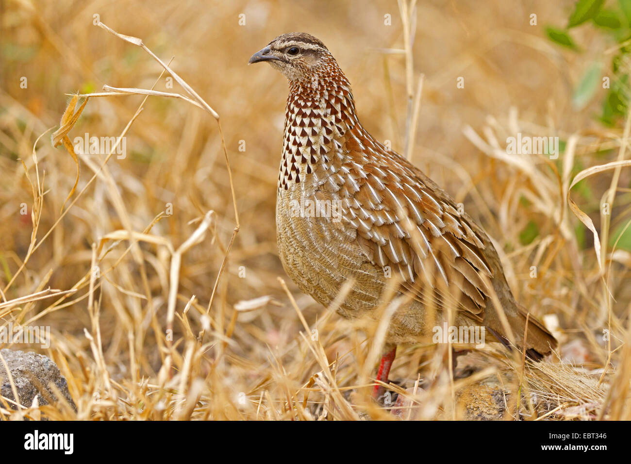 crested francolin (Francolinus sephaena), sitting on the ground, South ...