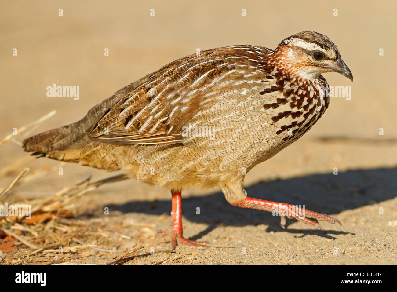 crested francolin (Francolinus sephaena), walking, South Africa ...