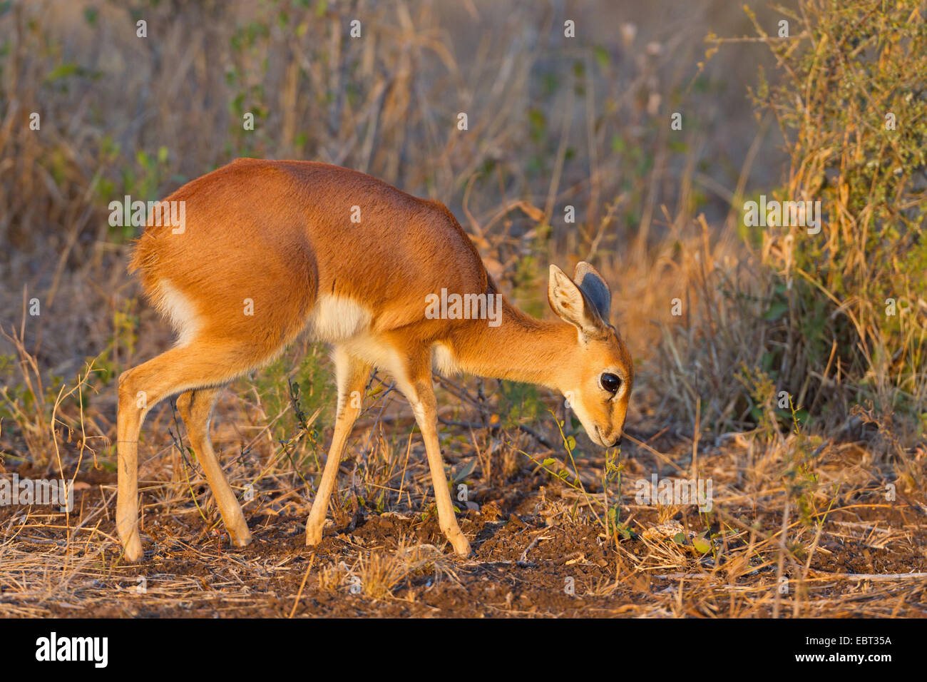 African grazing animals hi-res stock photography and images - Alamy