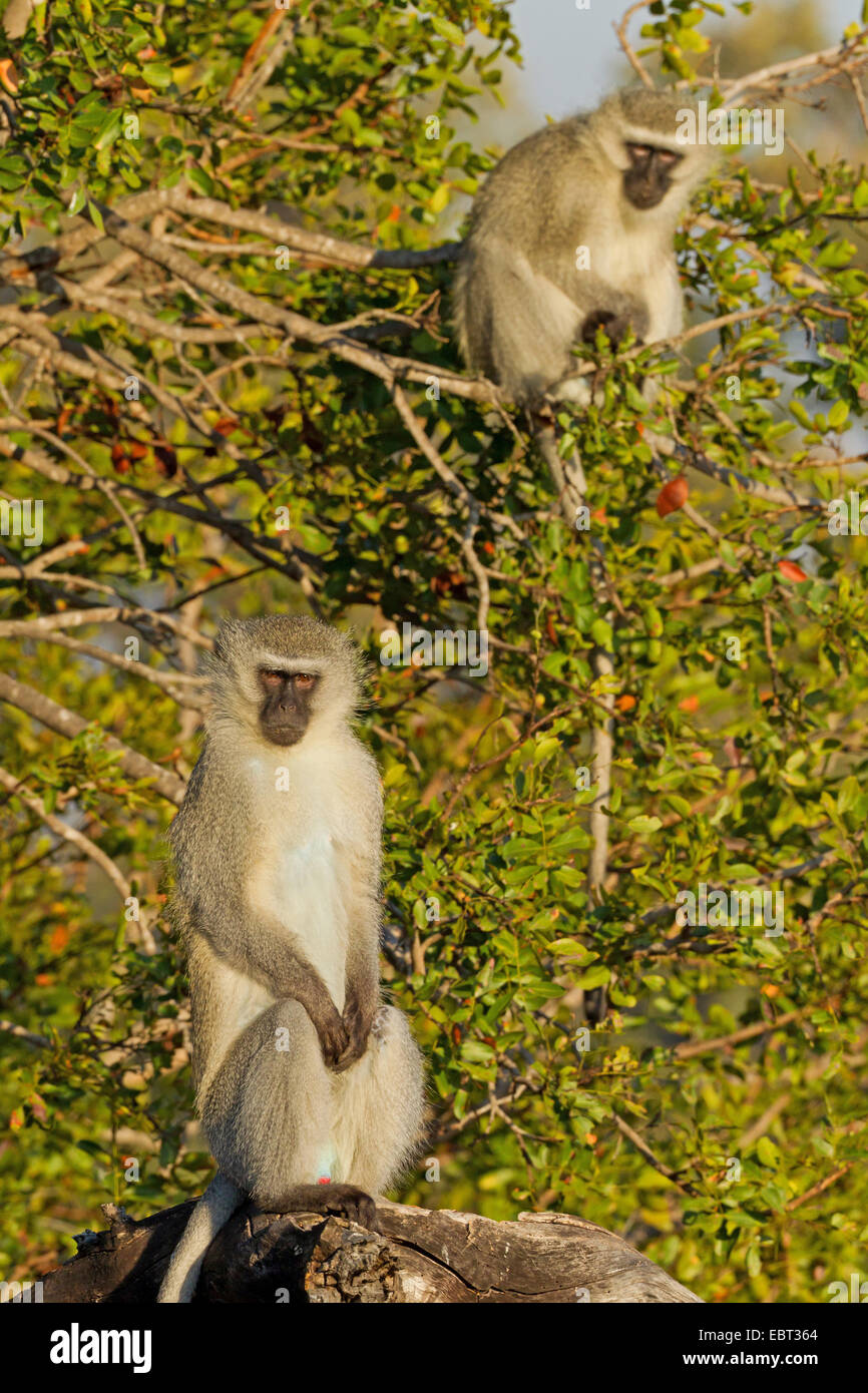 vervet monkey (Cercopithecus pygerythrus, Chlorocebus pygerythrus ...