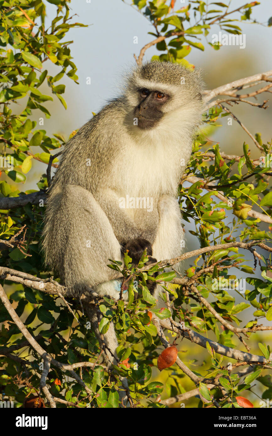vervet monkey (Cercopithecus pygerythrus, Chlorocebus pygerythrus ...