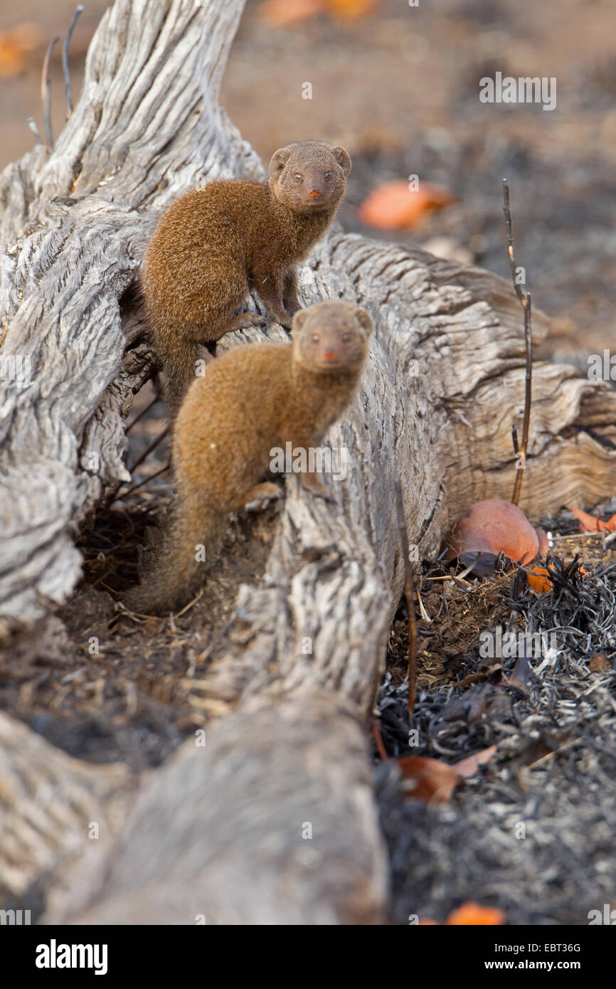 dwarf mongoose (Helogale parvula), two mongooses sitting on a tree snag ...