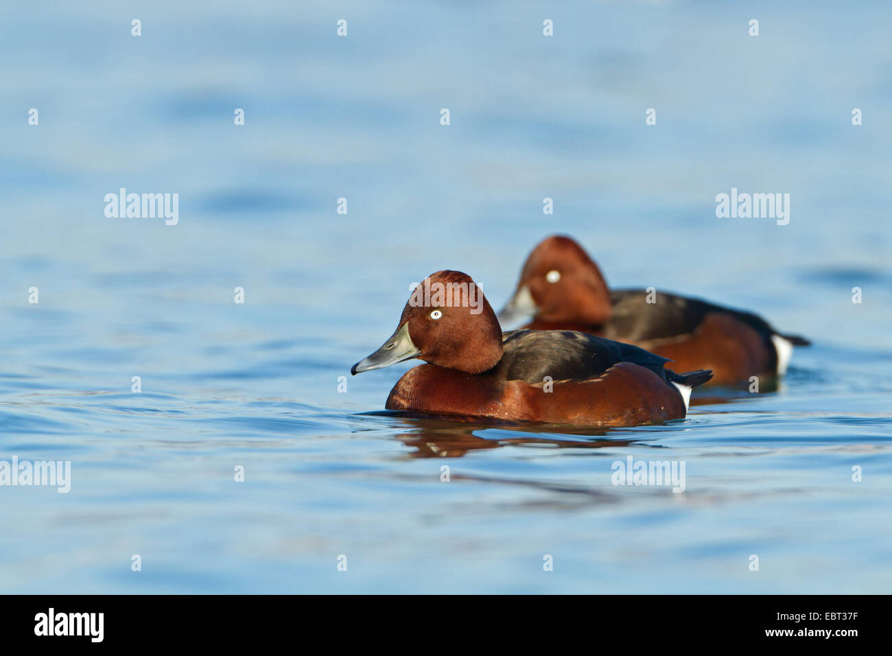 ferruginous duck (Aythya nyroca), males on a lake, Germany, Baden ...
