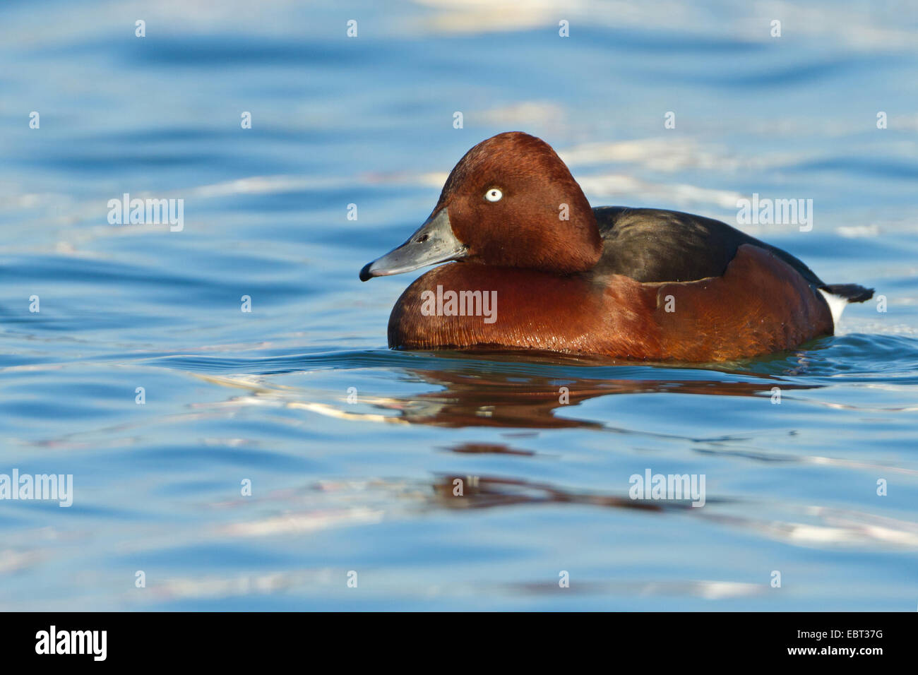 ferruginous duck (Aythya nyroca), male on a lake, Germany, Baden ...