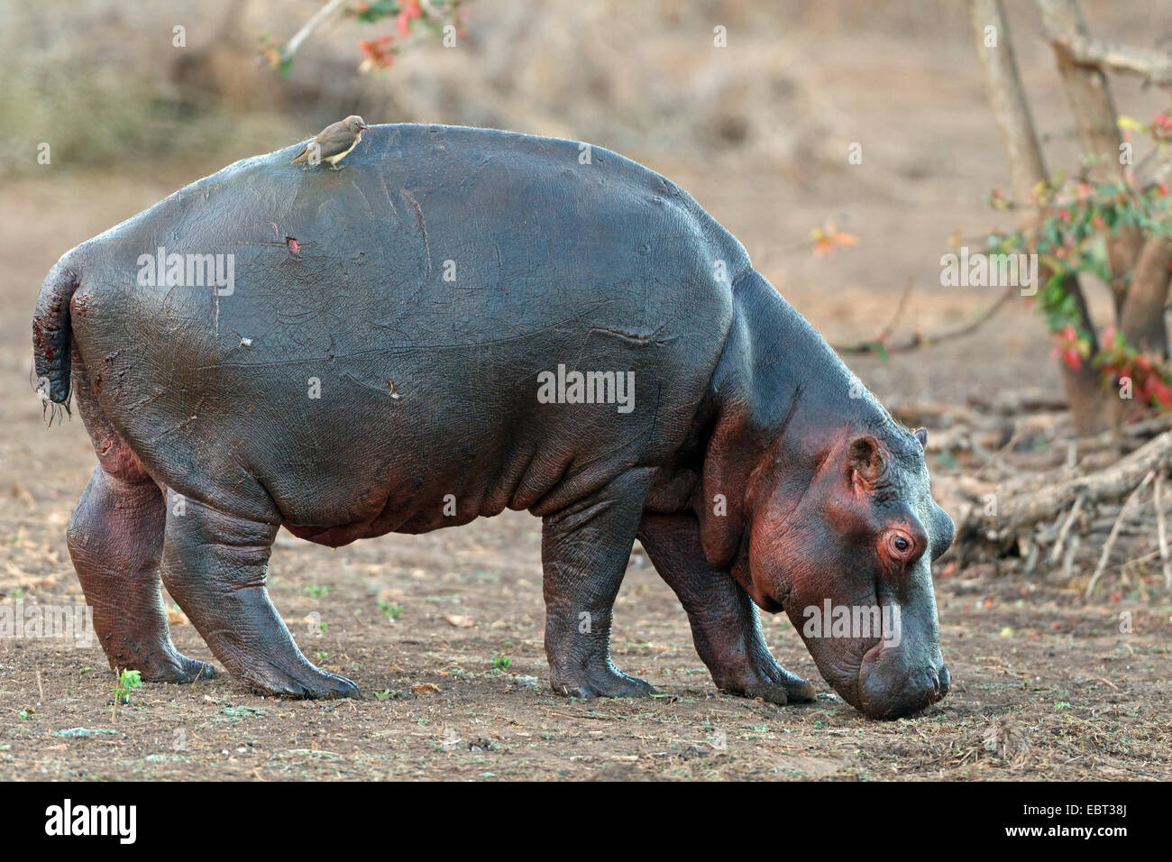 Bird on hippo hi-res stock photography and images - Alamy