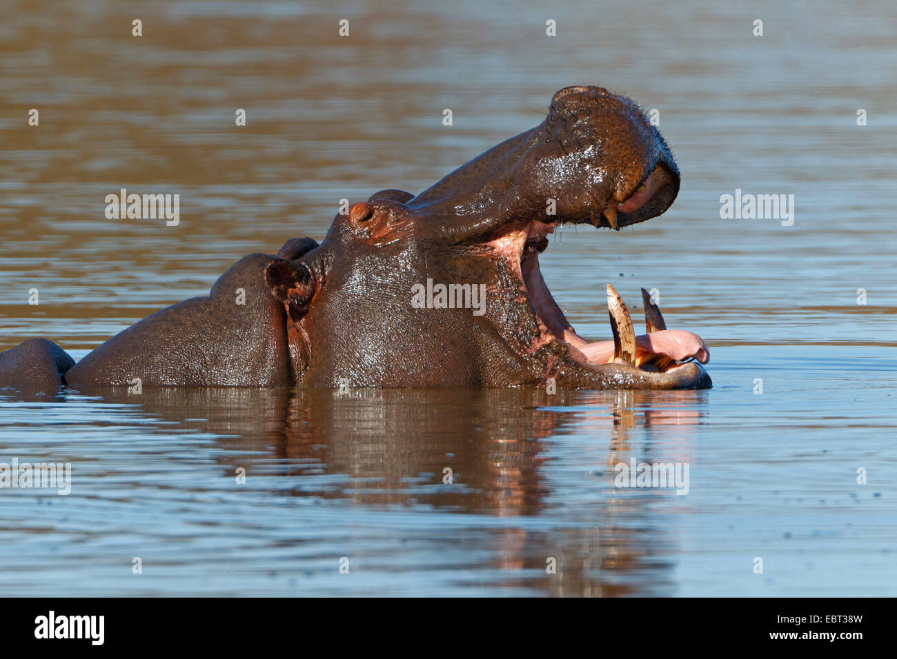 Side view of hippo hi-res stock photography and images - Alamy