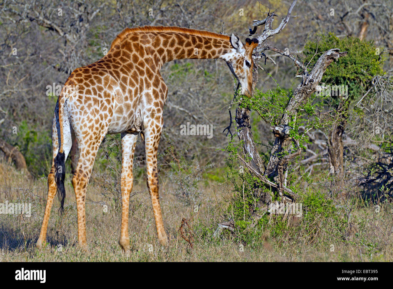 Cape giraffe (Giraffa camelopardalis giraffa), feeding juvenile, South ...