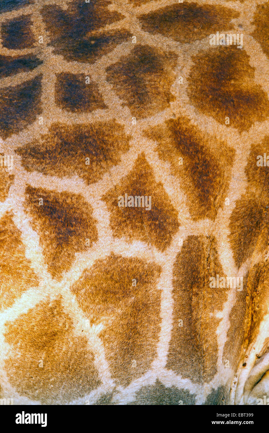 Cape giraffe (Giraffa camelopardalis giraffa), detail shot of the fur ...