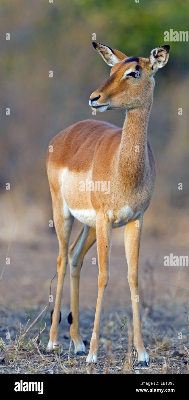 impala (Aepyceros melampus), standing in the savannah, South Africa ...