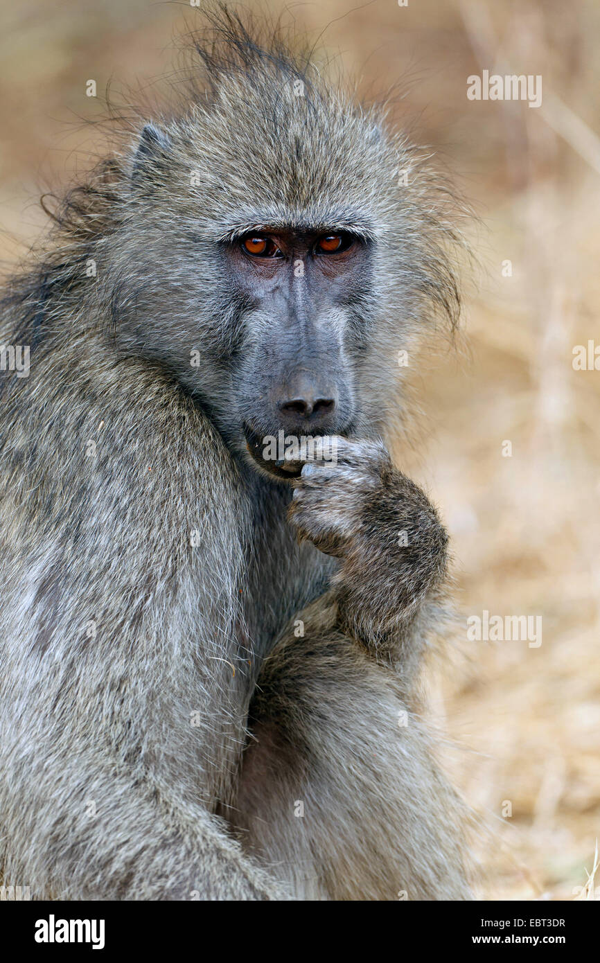 Baboon head hi-res stock photography and images - Alamy