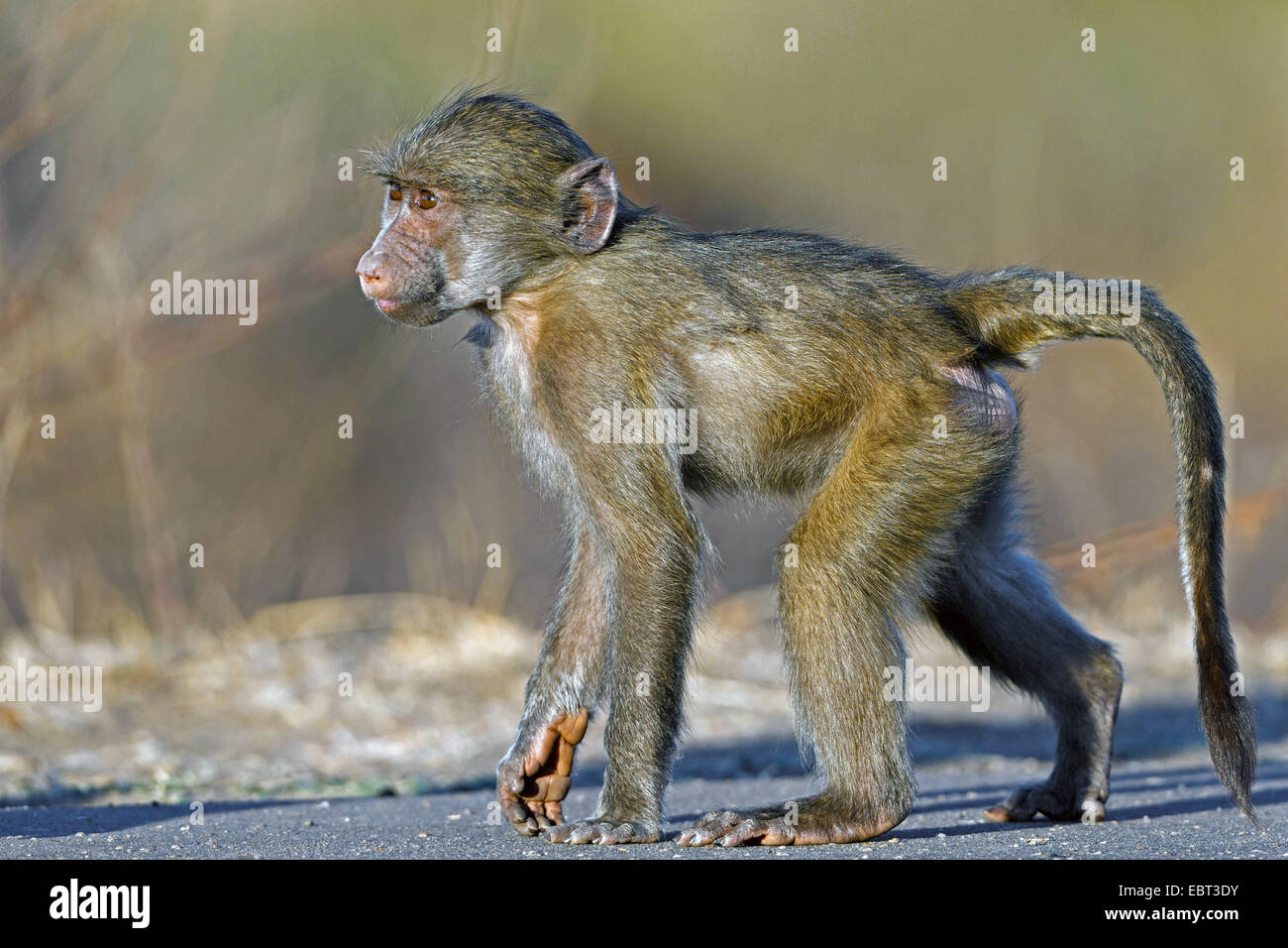 Baboon side view hi-res stock photography and images - Alamy