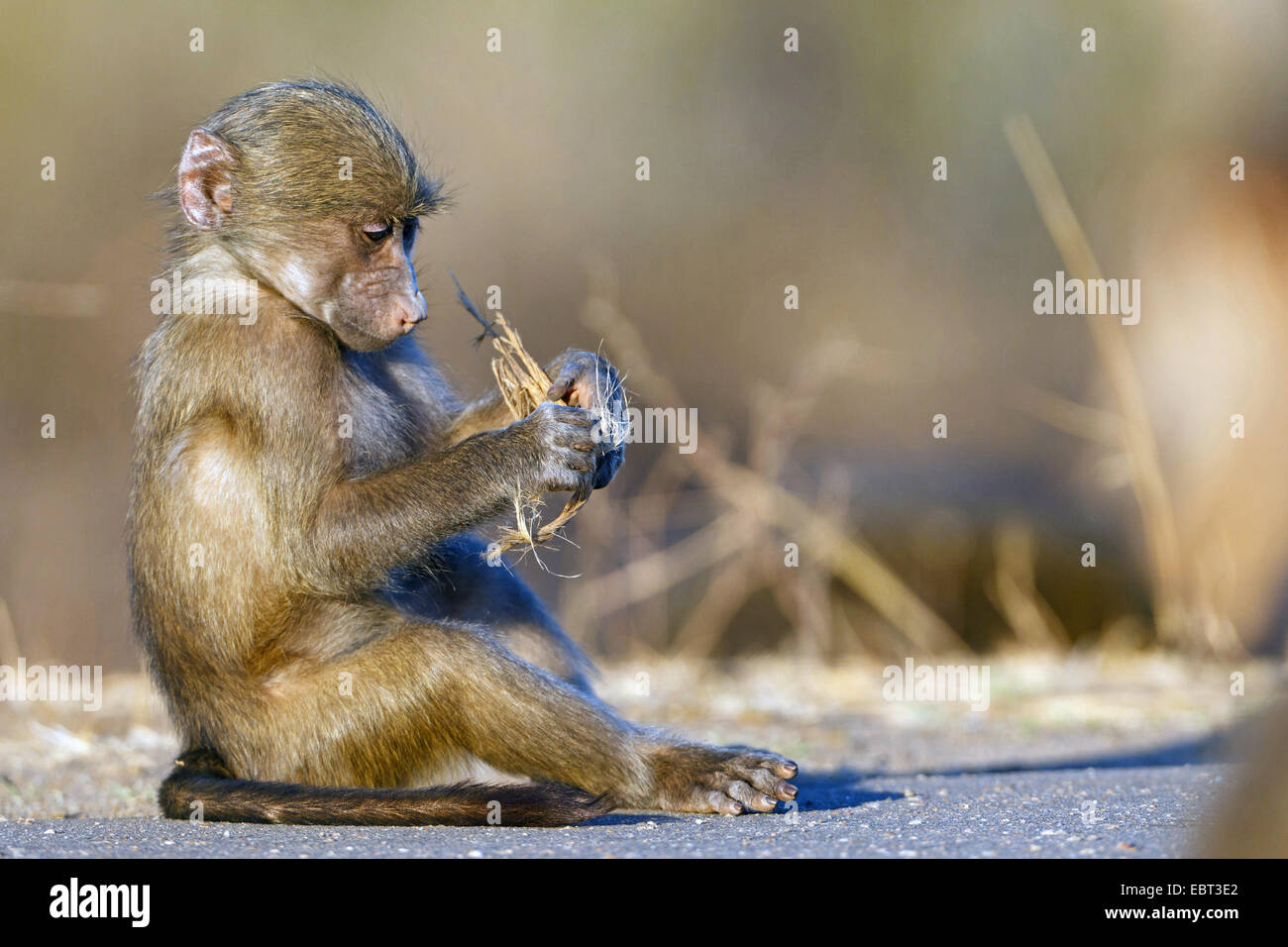 Young baboon playing with part of a plant hi-res stock photography and ...