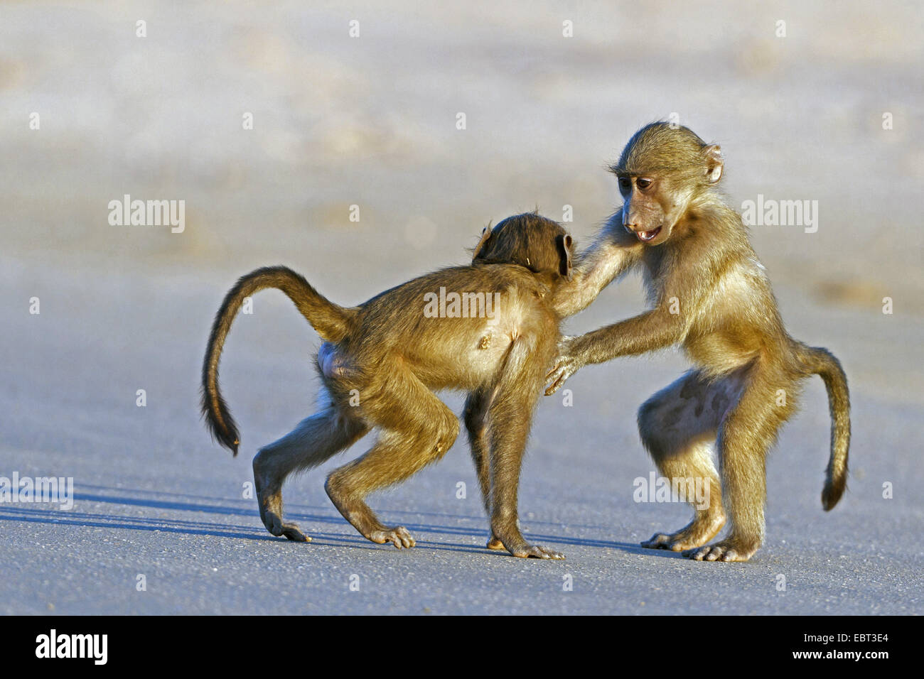Spider Monkeys Fighting