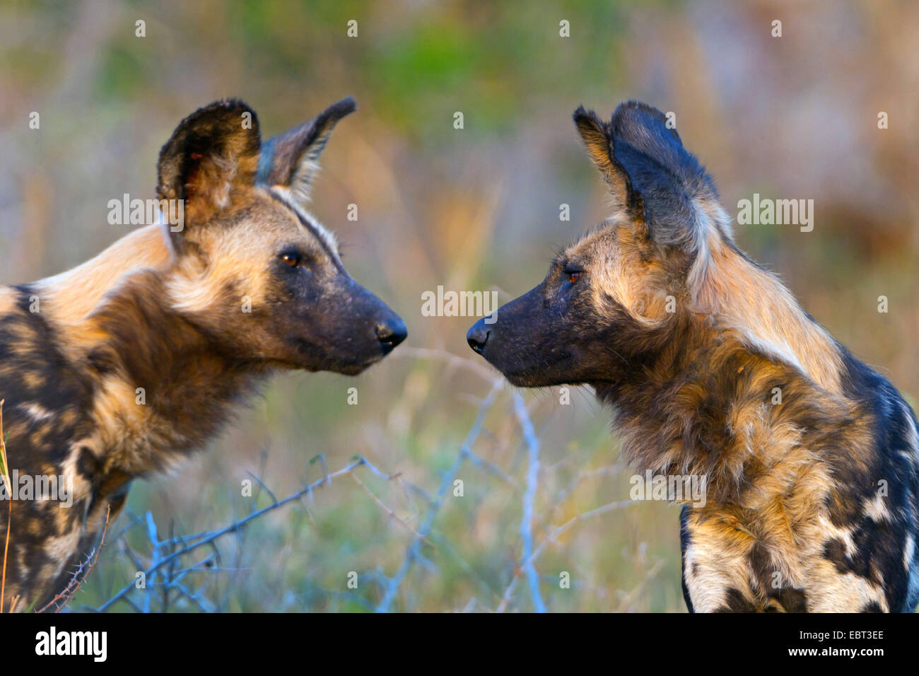 African wild dog (Lycaon pictus), two African wild dogs looking at each ...