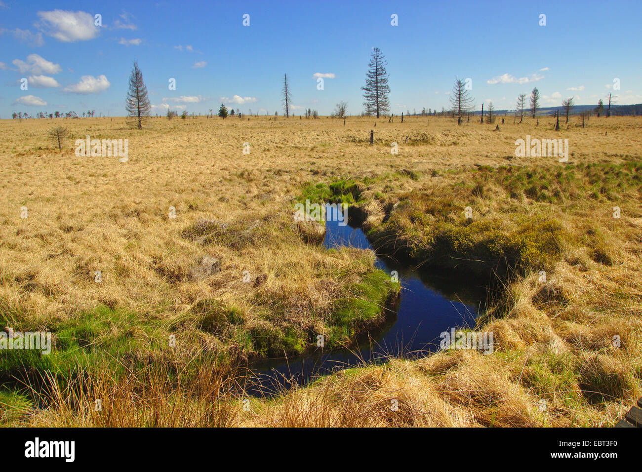 creek in raised bog High Fens, Belgium, Ardennes, High Fens Stock Photo ...